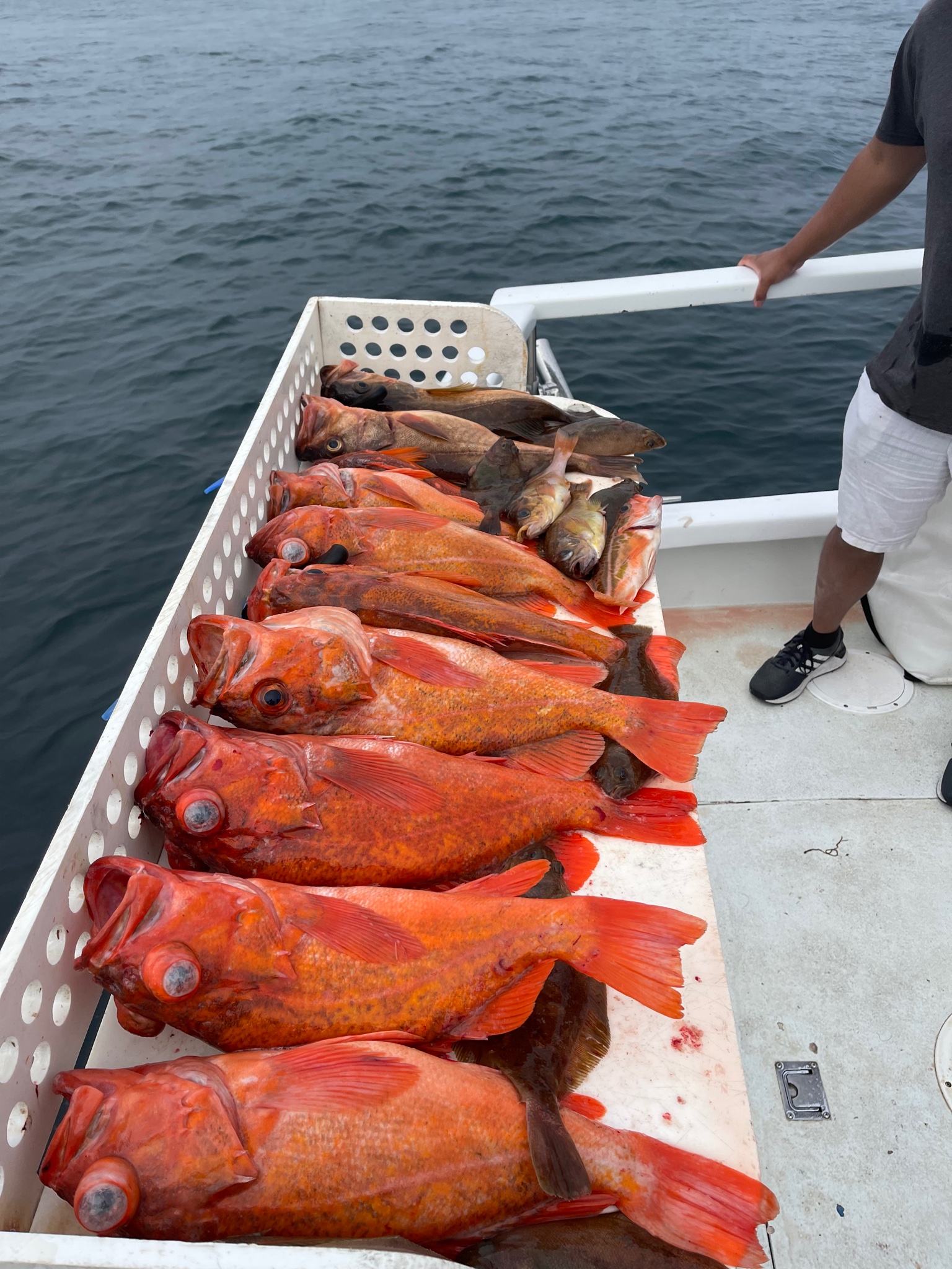 End the Summer in Style: Fish San Diego - San Diego Fishing Charters